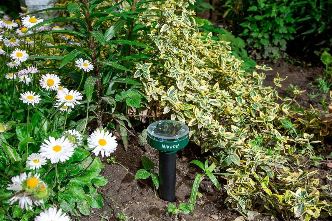 The Best Mole Repellents of 2026- Picks by Bob Vila