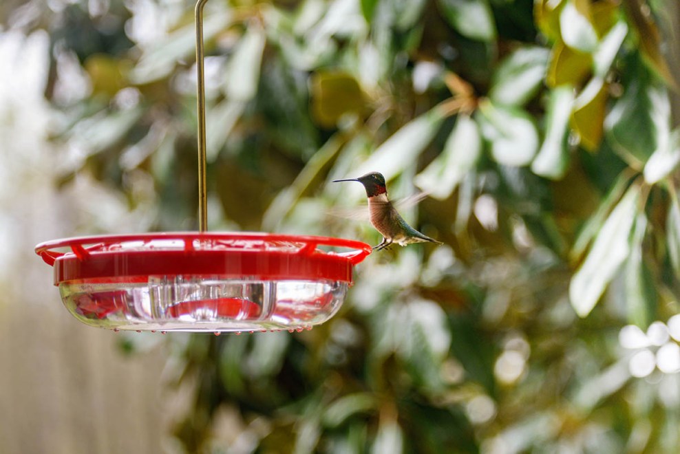 The Best Hummingbird Feeders, According to Our Testing