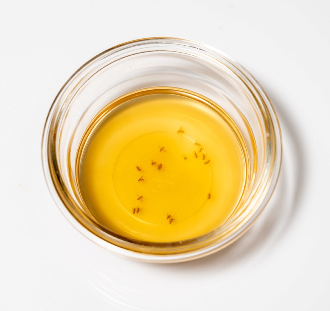 17 Easy and Effective Ways to Get Rid of Gnats, Indoors and Out