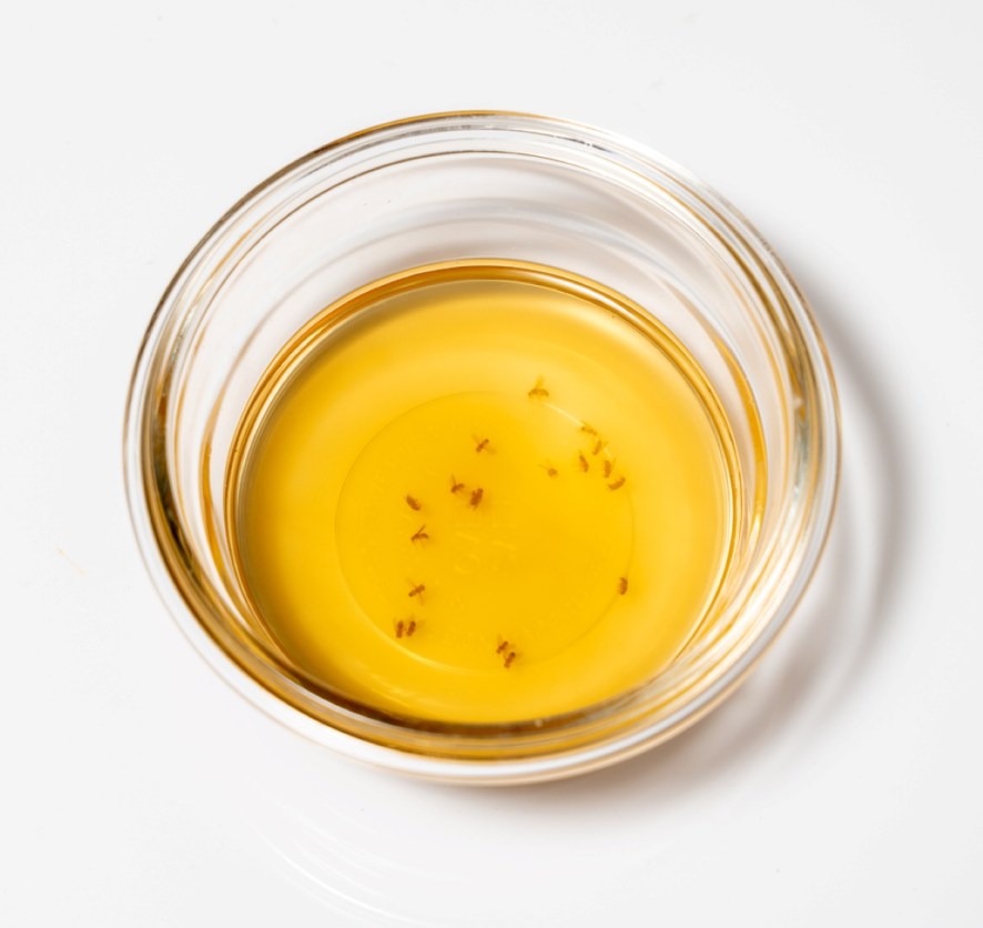 17 Easy and Effective Ways to Get Rid of Gnats, Indoors and Out
