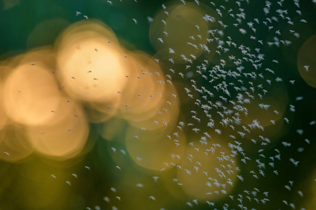 17 Easy and Effective Ways to Get Rid of Gnats, Indoors and Out