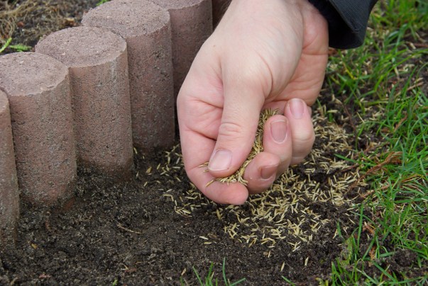 The Best Grass Seed - Top Picks from Bob Vila