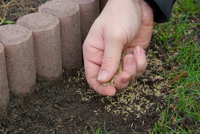 The Best Grass Seed - Top Picks from Bob Vila