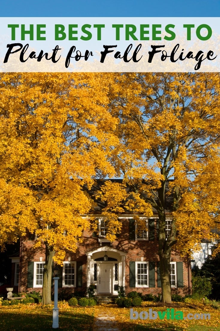 The Best Trees to Plant for Fall Foliage - Bob Vila