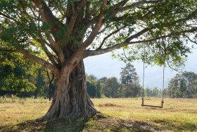 7 of the Best Tree Swings for the Backyard