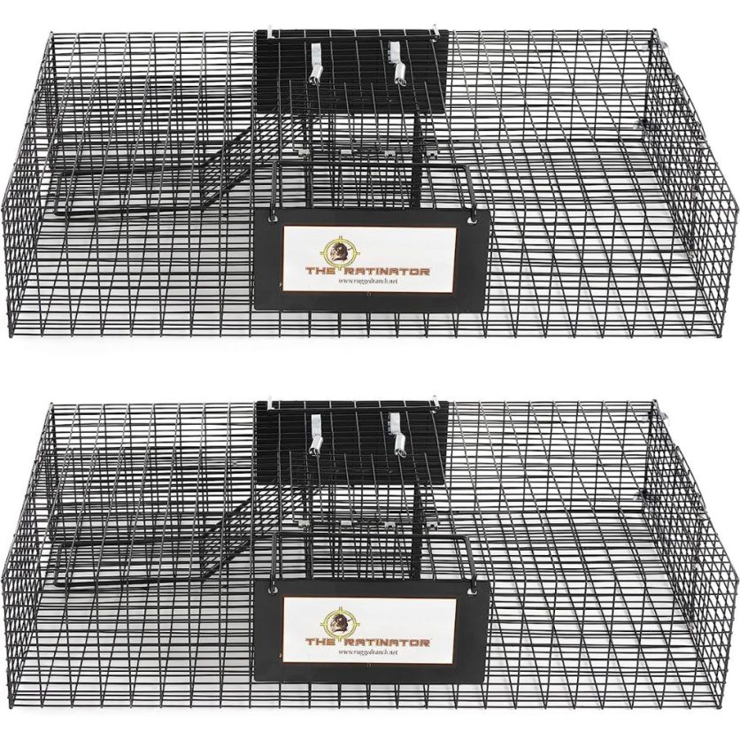 The 8 Best Rat Traps (2024 Guide)