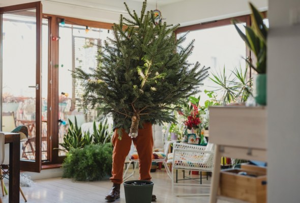 How Long Will My Christmas Tree Last? | Choosing a Long-Lasting Tree ...