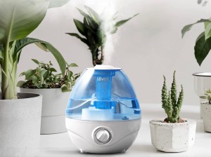 How to Increase Humidity for Plants Indoors - Bob Vila