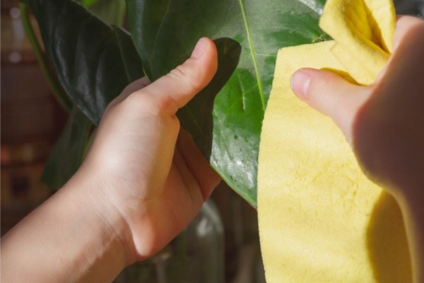3 Good Reasons to Dust Your Houseplants—and How to Do It - Bob Vila