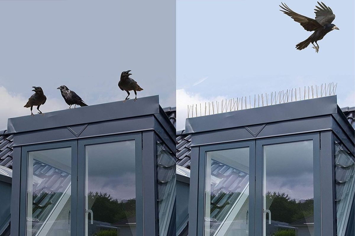 The Best Bird Deterrents of 2026, Tested and Reviewed by Experts