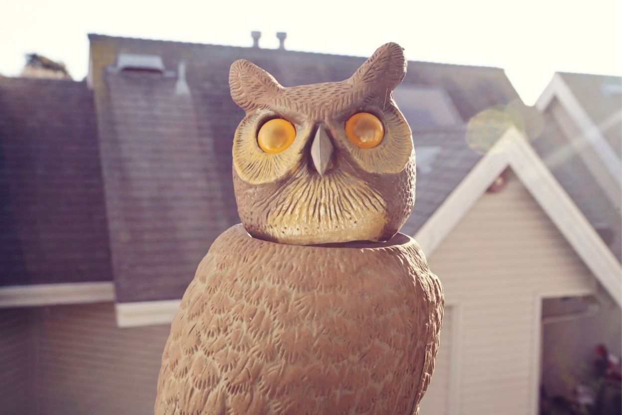 The Best Bird Deterrents of 2026, Tested and Reviewed by Experts