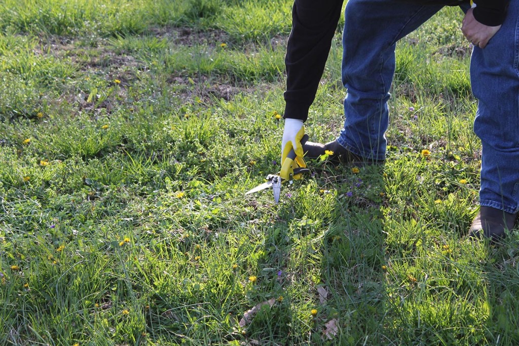 The 8 Best Grass Shears - Tested by Bob Vila