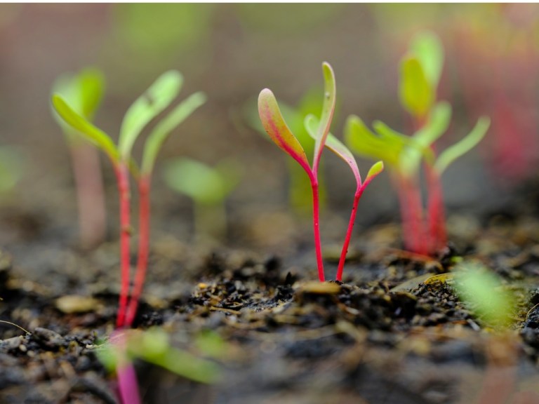 What Is Humus, and Why Should Homeowners Care?