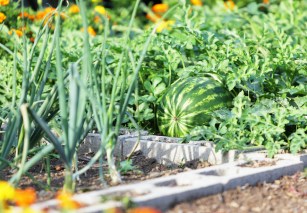 What Is the No-Dig Gardening Method, and Why You Should Try it This ...