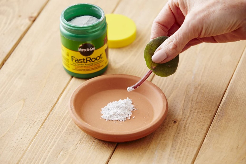 The Best Rooting Hormone Options - Picks by Bob Vila