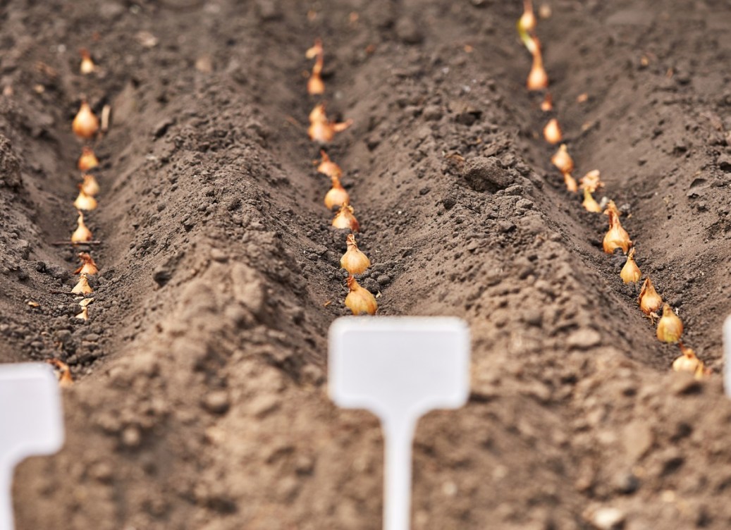 How To: Grow Onions - Bob Vila