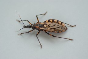 Assassin Bugs: Beneficial Insects That Kill Garden Pests - Bob Vila