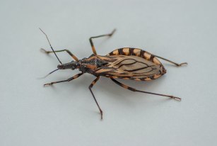 Assassin Bugs: Beneficial Insects That Kill Garden Pests - Bob Vila