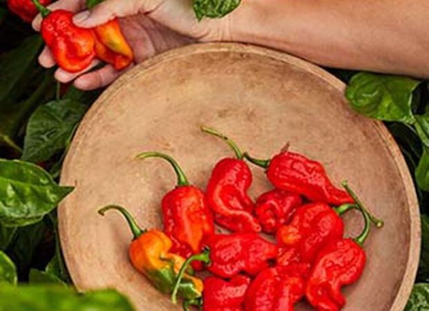 Burpee’s New ‘Armageddon’ Pepper is Only for the Bravest of Vegetable ...