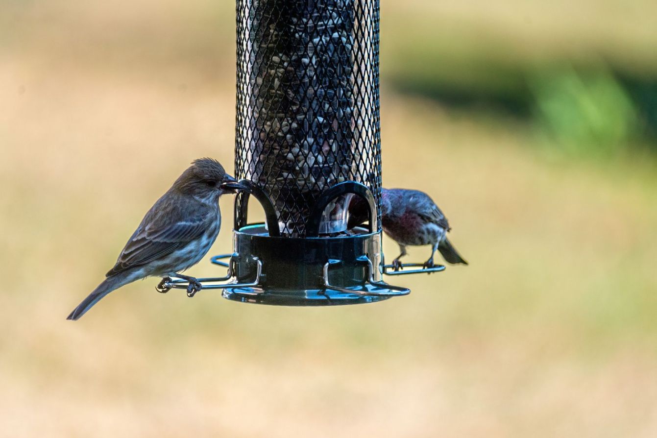 The Best Squirrel-Proof Bird Feeders - Tested by Bob Vila