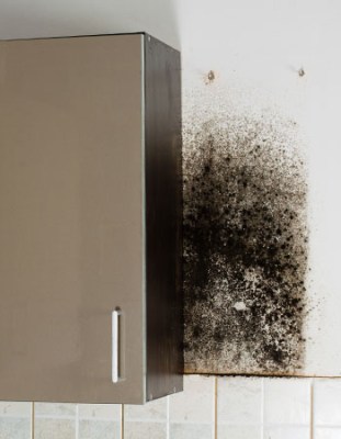 What Does Black Mold Look Like? A Guide to Testing and Treating Black ...
