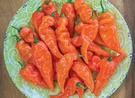 Burpee’s New ‘Armageddon’ Pepper is Only for the Bravest of Vegetable ...