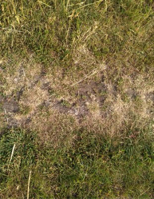 How to Revive Dead Grass: A Beginner's Guide - Bob Vila