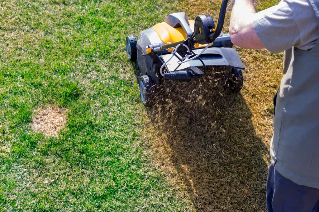 How to Revive Dead Grass: A Beginner's Guide - Bob Vila