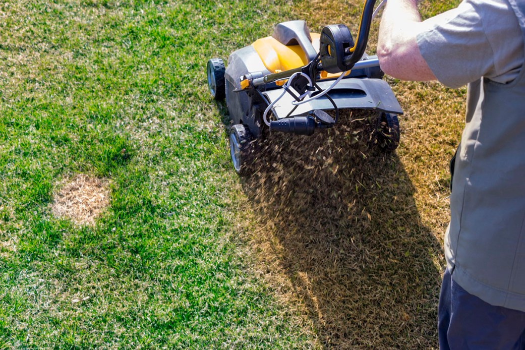 How to Revive Dead Grass: A Beginner's Guide - Bob Vila