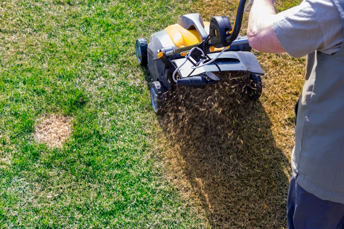 How to Revive Dead Grass: A Beginner's Guide - Bob Vila