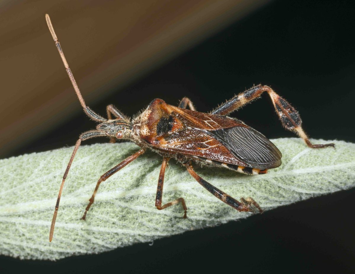 Assassin Bugs: Beneficial Insects That Kill Garden Pests - Bob Vila