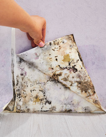 Solved! What Does Mold Smell Like? - Bob Vila