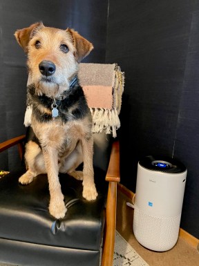 The Best Air Purifiers for Pets - Tested by Bob Vila