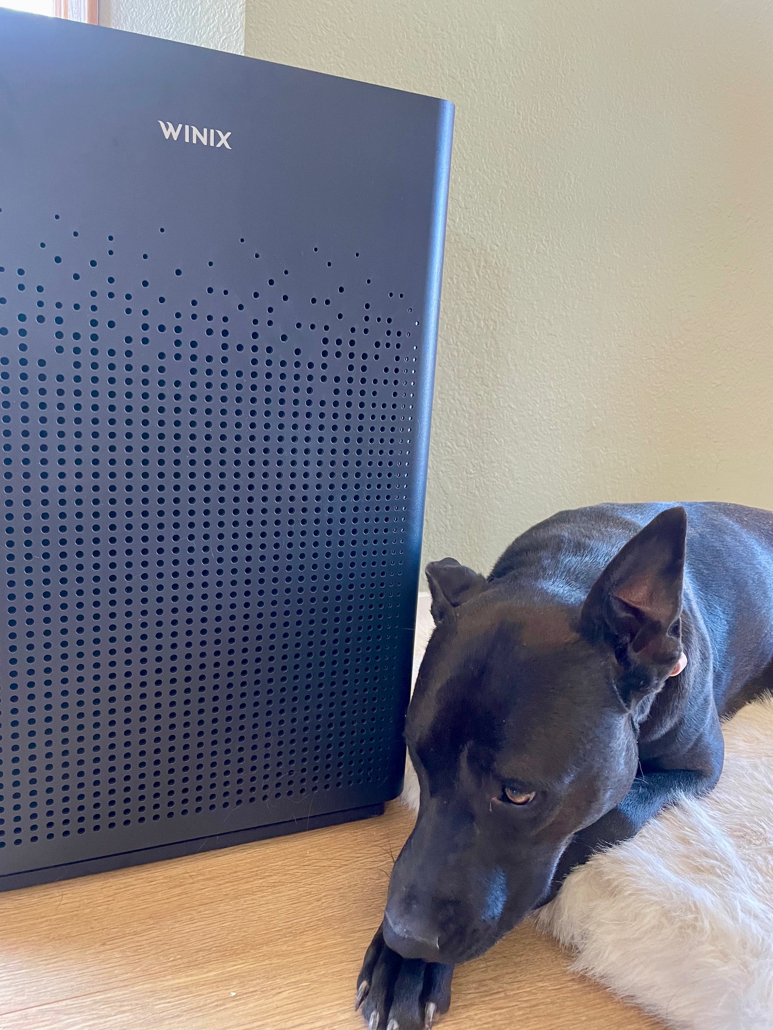 The Best Air Purifiers for Pets - Tested by Bob Vila