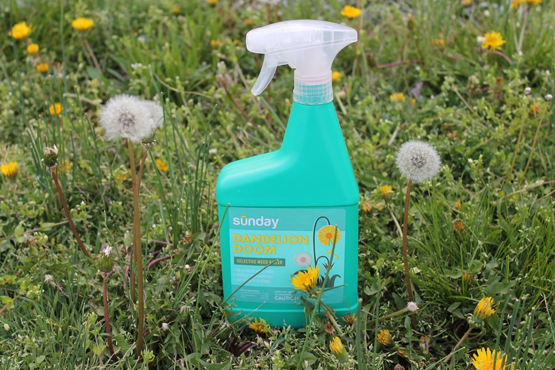 The Best Dandelion Killers - Tested by Bob Vila