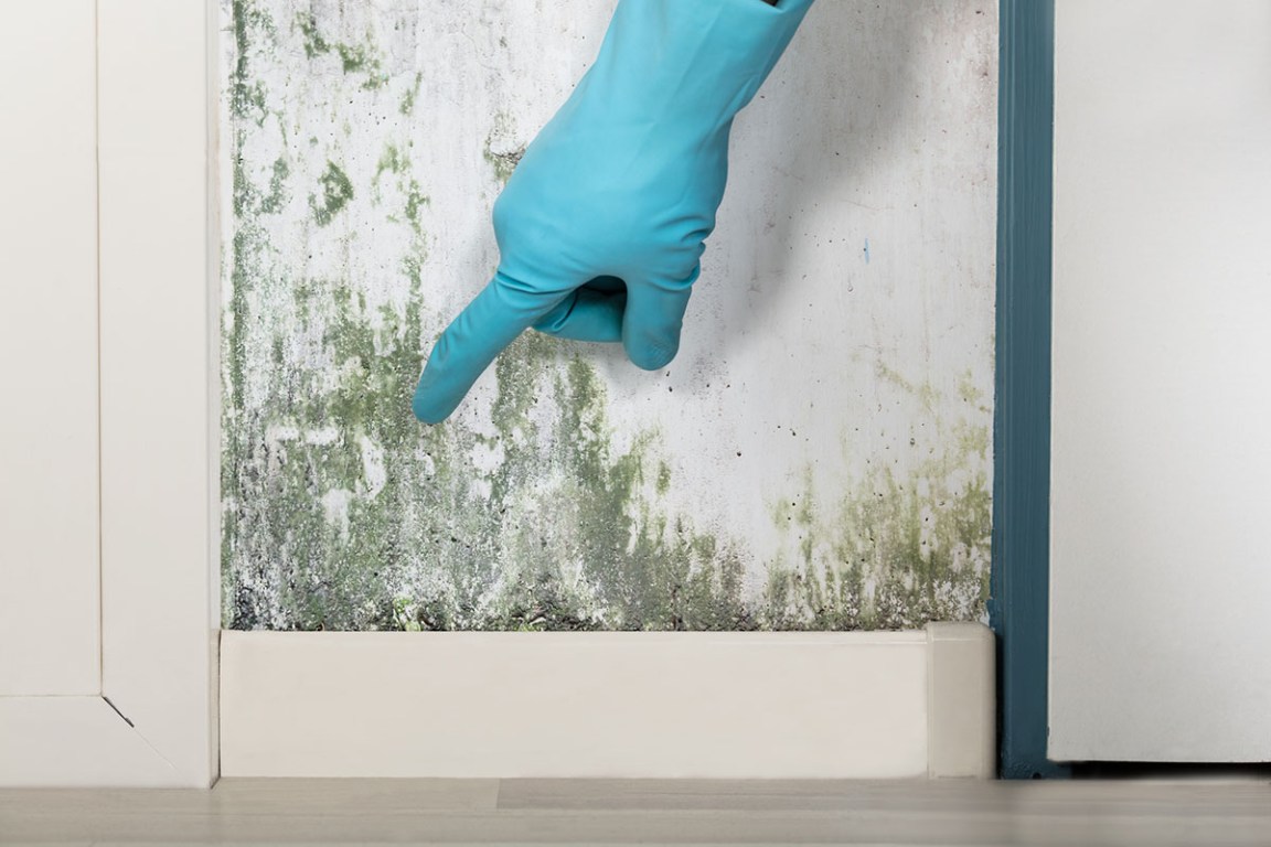 Solved! What Does Mold Smell Like? - Bob Vila