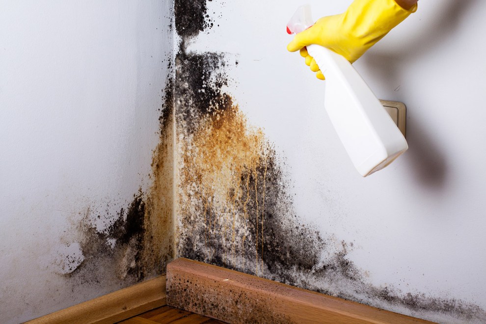 What Does Black Mold Look Like? A Guide to Testing and Treating Black ...
