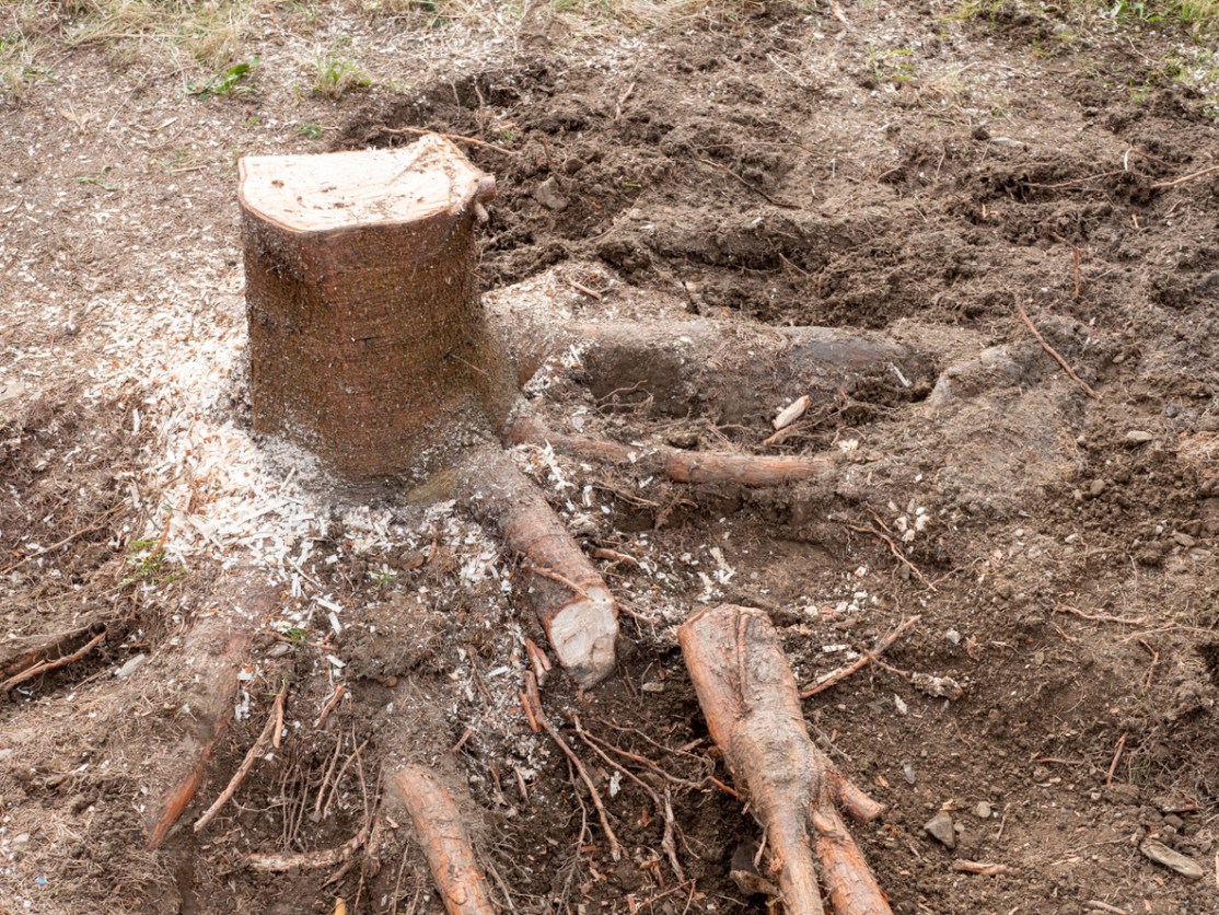 How to Kill a Tree Stump | 3 Effective Methods + 3 Methods to Avoid