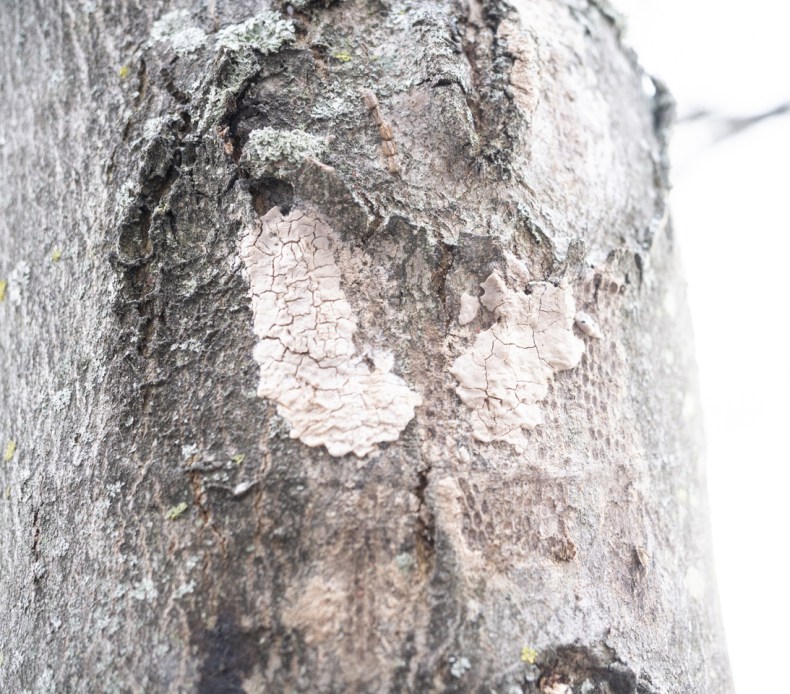 Spotted Lanternfly Eggs Are Hatching Soon—Here’s What You Should Do