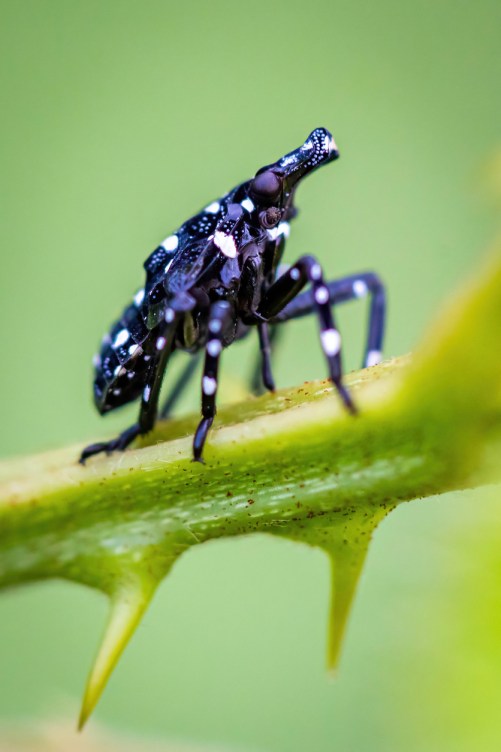 Spotted Lanternfly Eggs Are Hatching Soon—Here’s What You Should Do