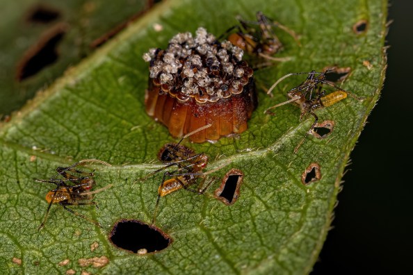 Assassin Bugs Beneficial Insects That Kill Garden Pests Bob Vila