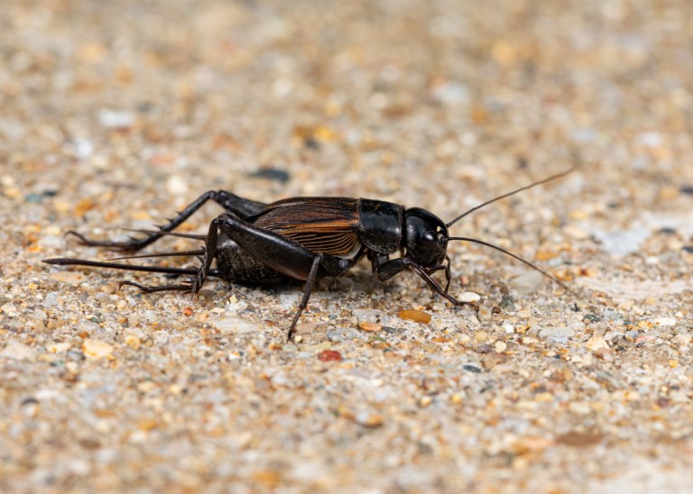 How To Get Rid of Crickets | Identification, Reduction, Prevention