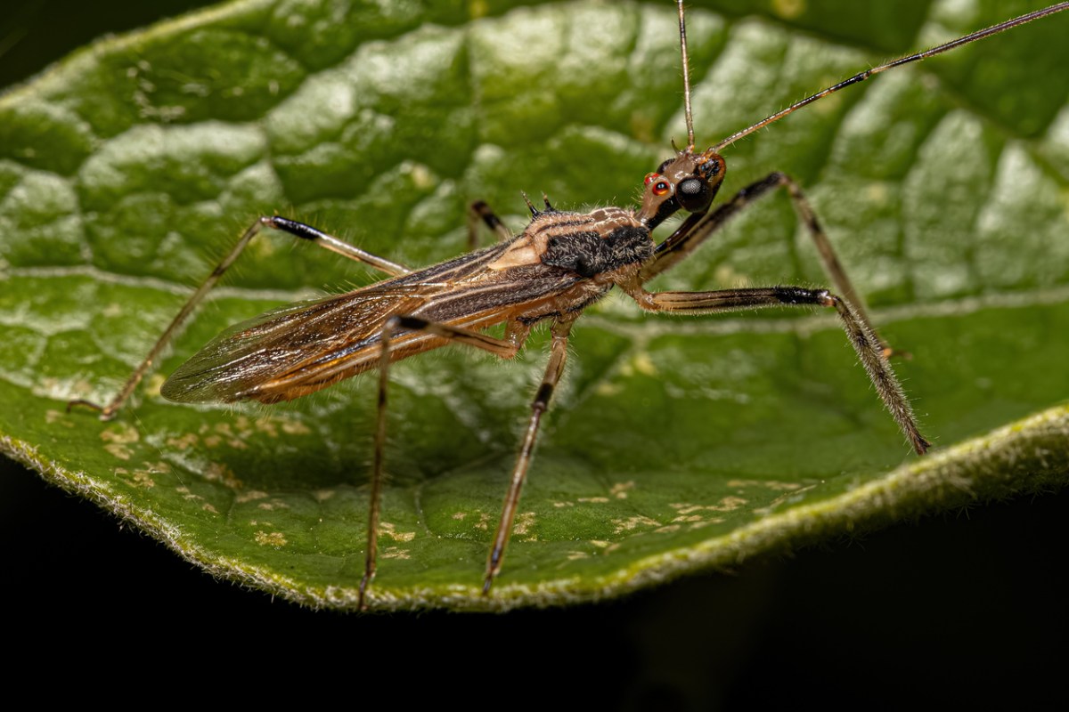 Assassin Bugs: Beneficial Insects That Kill Garden Pests - Bob Vila