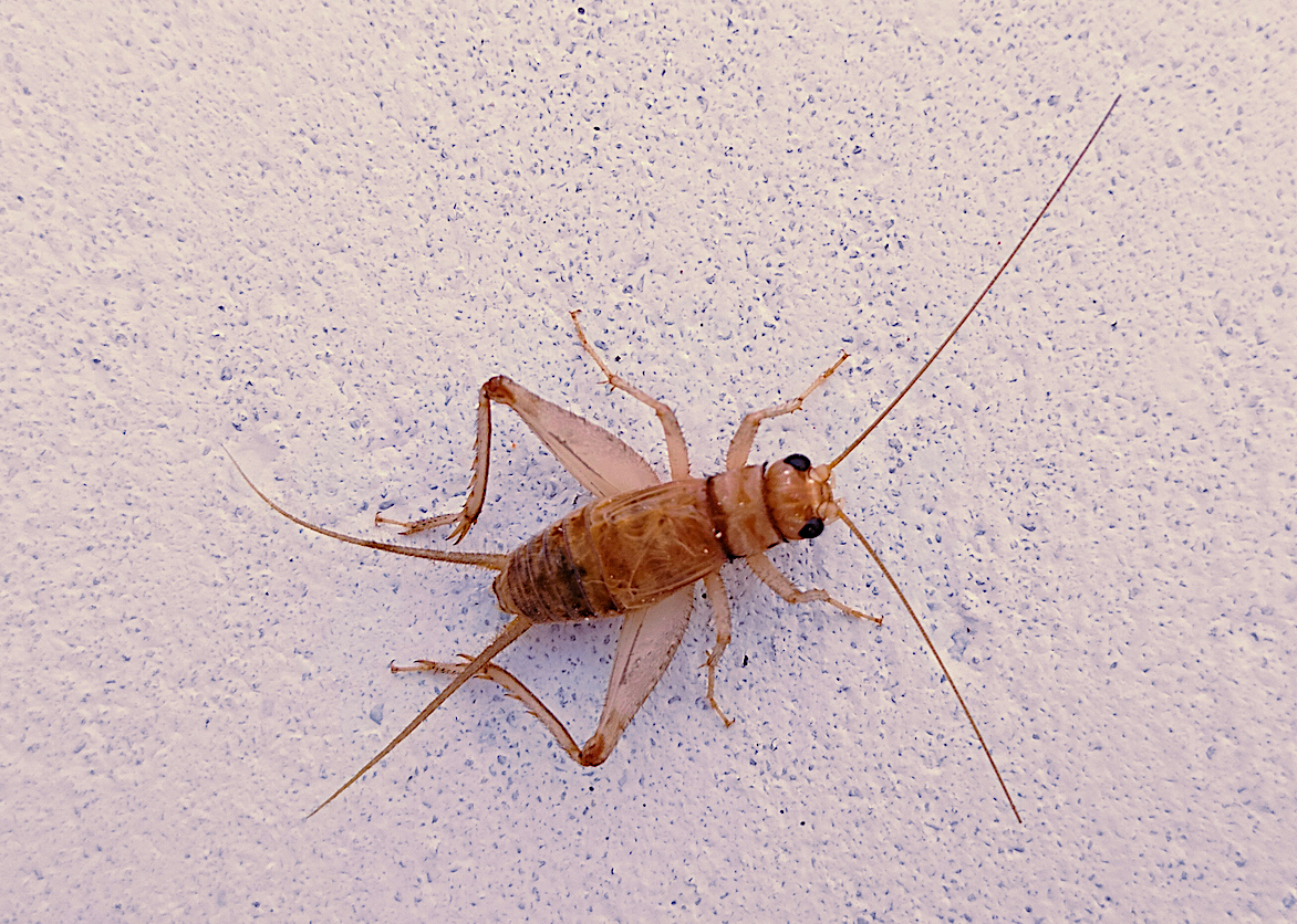 How To Get Rid of Crickets | Identification, Reduction, Prevention