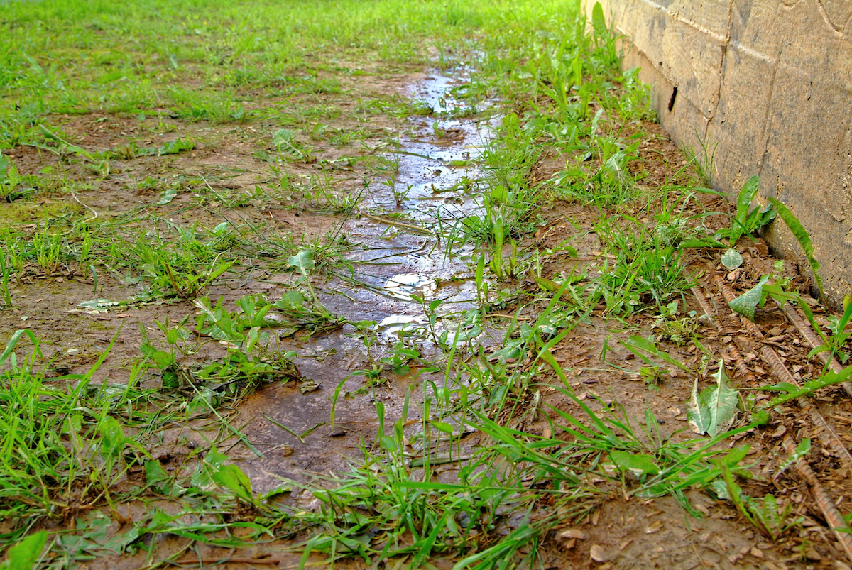 Mowing Wet Grass: Is it a Bad Idea?