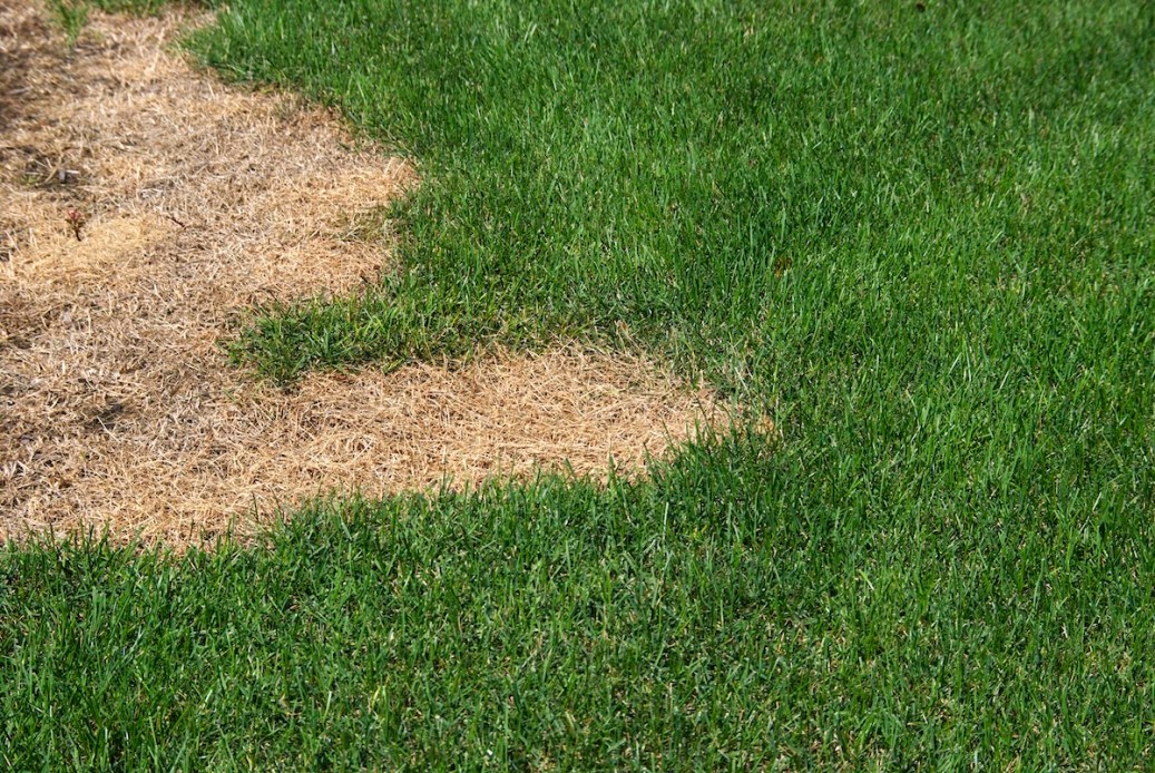 Can You Mow Wet Grass?