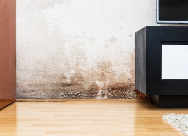 What's the Difference? Mold vs. Mildew