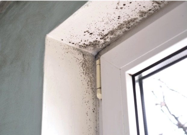 What's the Difference? Mold vs. Mildew