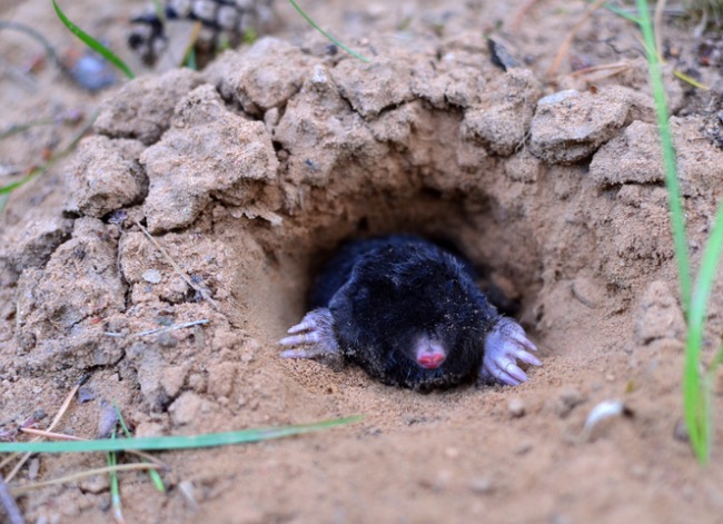 Vole vs. Mole: How to Tell Which Pest is Tunneling Through Your Yard ...