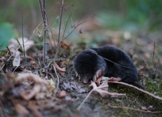 Vole vs. Mole: How to Tell Which Pest is Tunneling Through Your Yard ...
